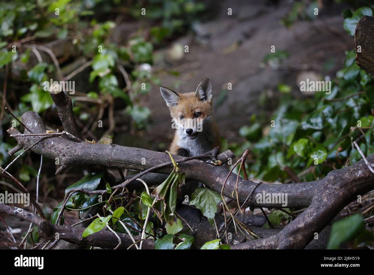 Urban fox cubs exploring the garden around their den Stock Photo - Alamy