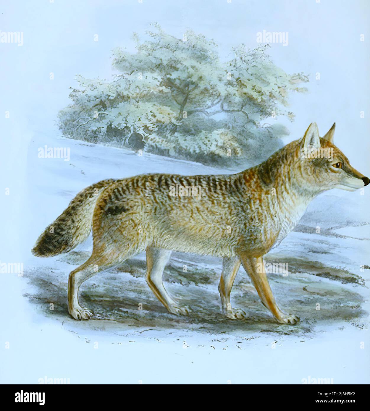 Indischer Schakal, Indian jackal, Canis aureus indicus, Historisch ...
