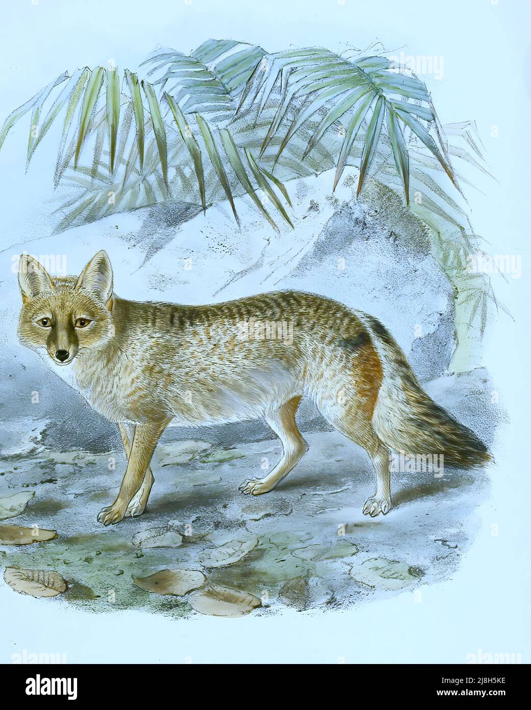 Grey pampean fox hi-res stock photography and images - Alamy