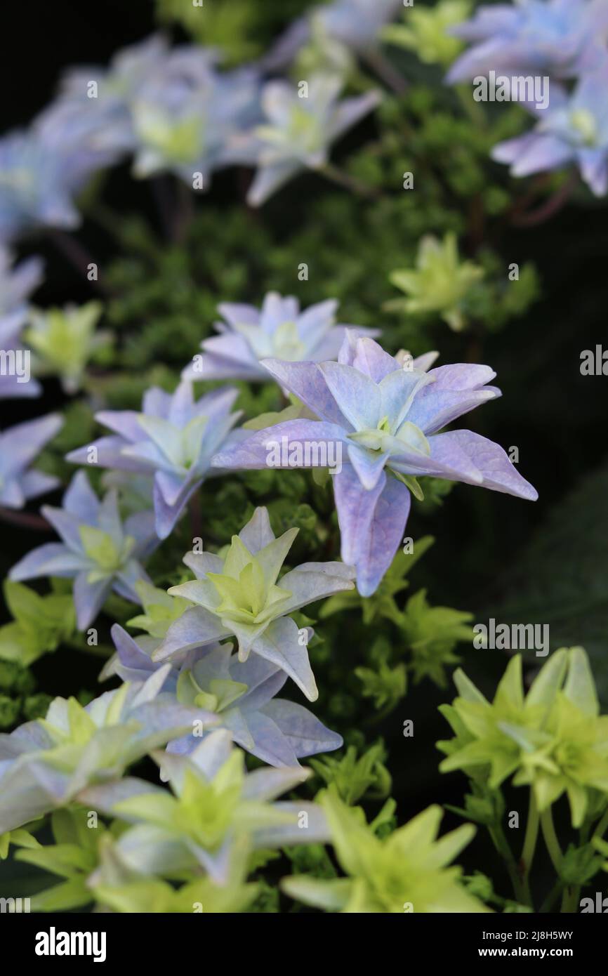 Close-up image of the unusual star-shaped flowers of Hydrangea ...