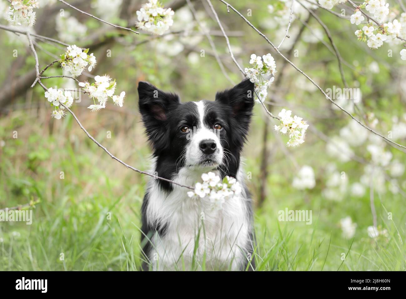 Spring Portrait of Border Collie with White Blossom. Adorable Black and ...