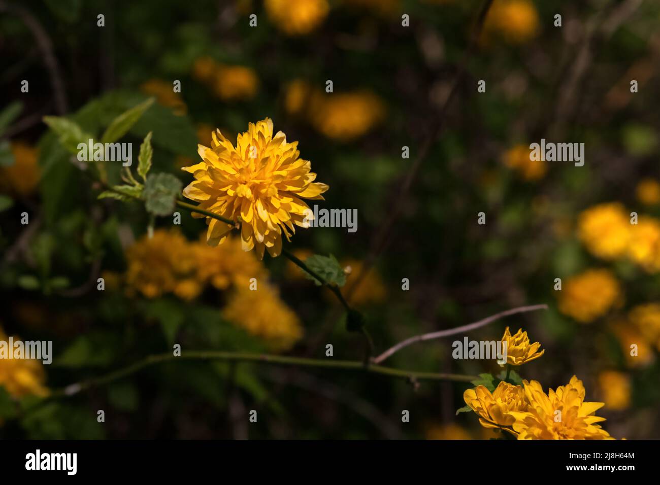 Kerria japonica tree with bright yellow flowers Stock Photo - Alamy