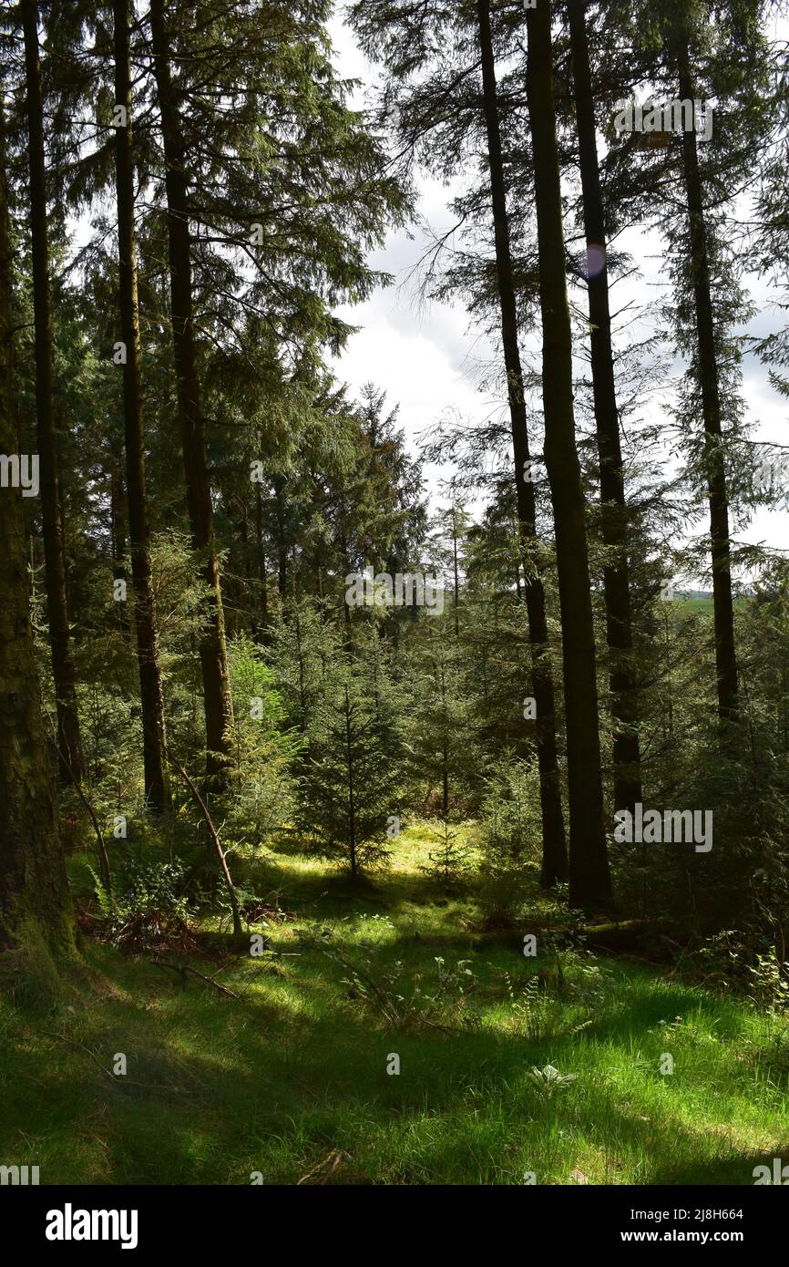 Thick trees in a forest along the Coast to Coast Route Stock Photo - Alamy