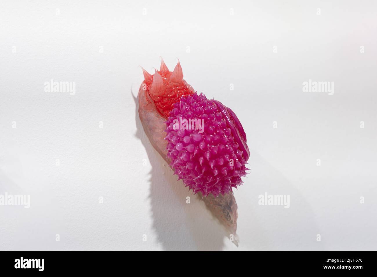 Plastic snail hi-res stock photography and images - Alamy