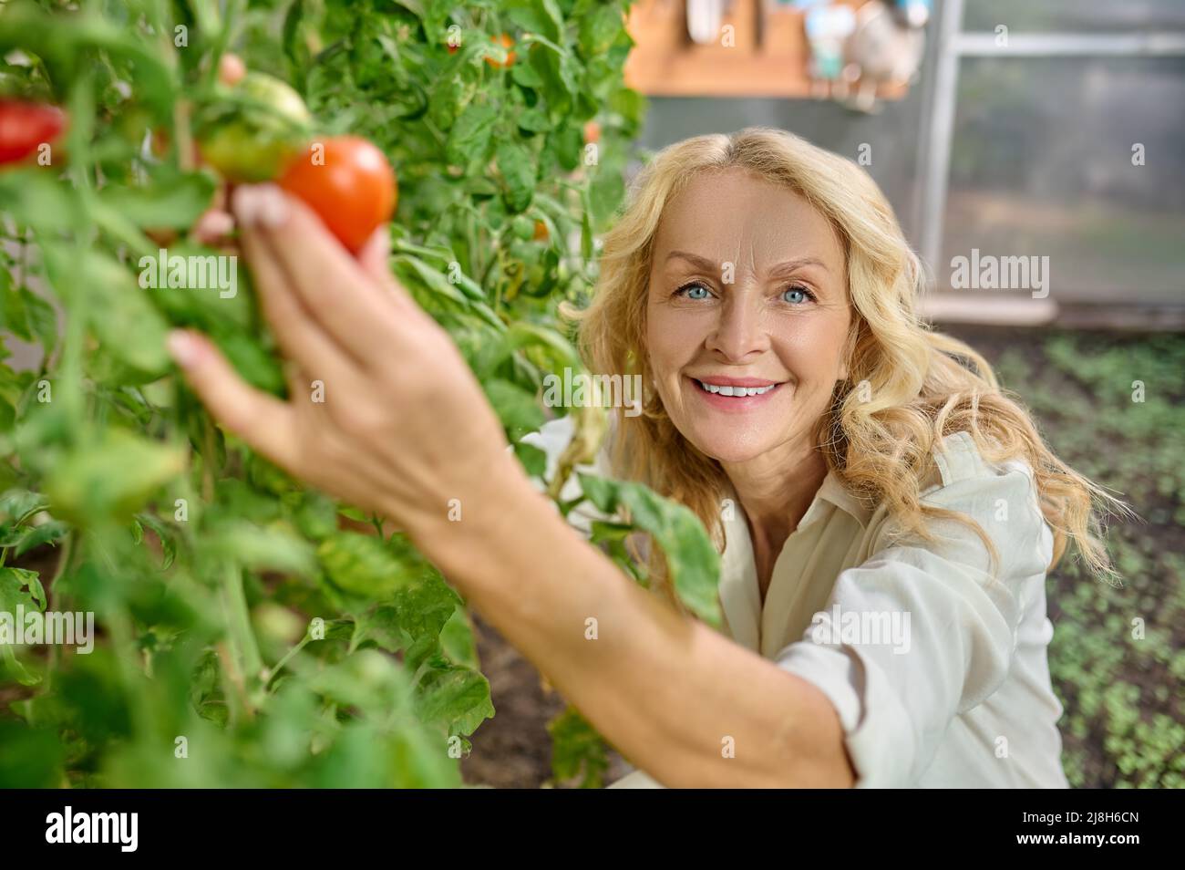 Woman showing at camera growing tomato in greenhouse Stock Photo - Alamy