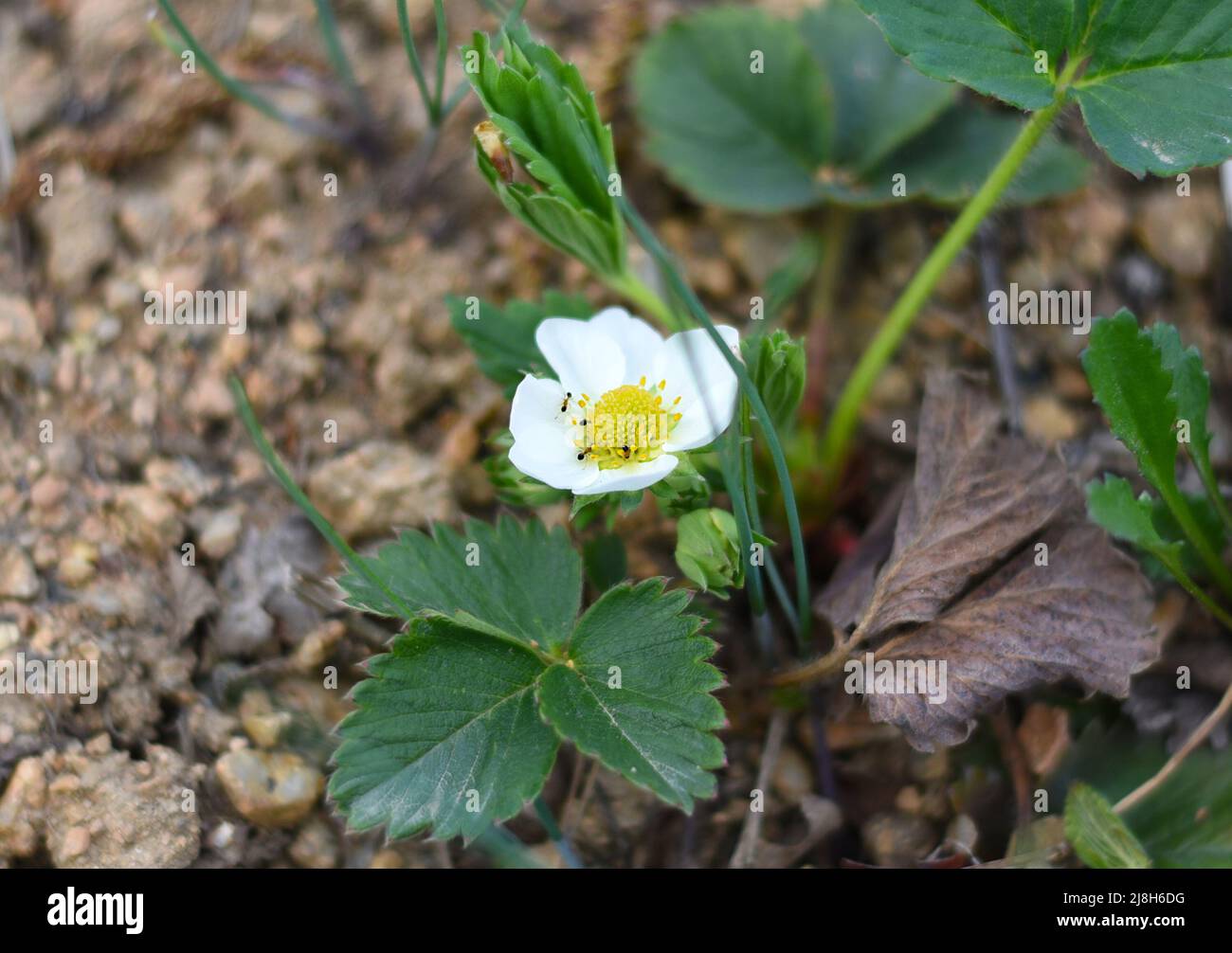 White flower of wild strawberry hi-res stock photography and images - Alamy