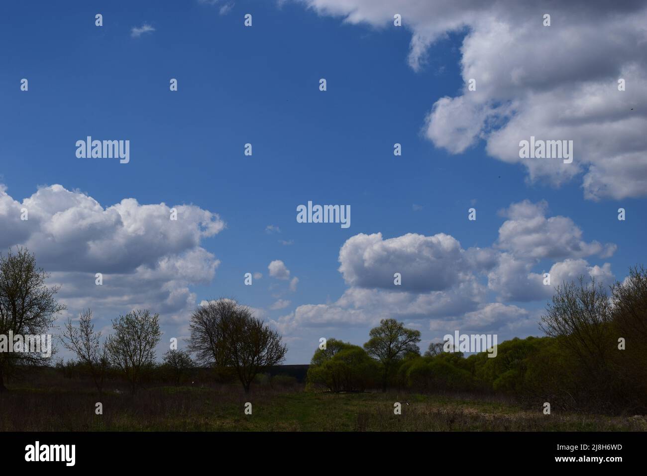Wild meadow in countryside. Rural raising. Spring season, trees and ...