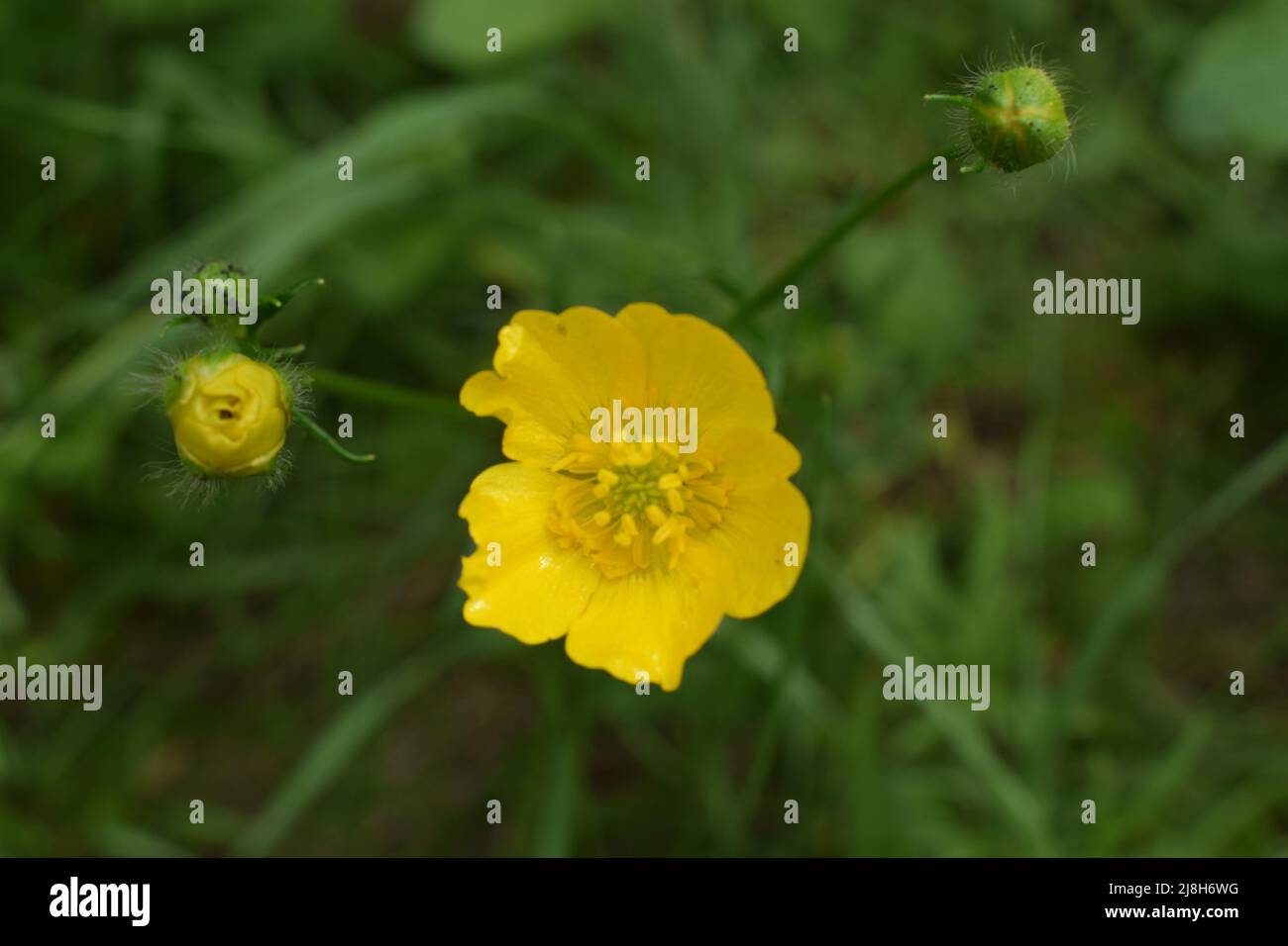 Ranunculus acris (meadow buttercup, tall buttercup, giant buttercup ...
