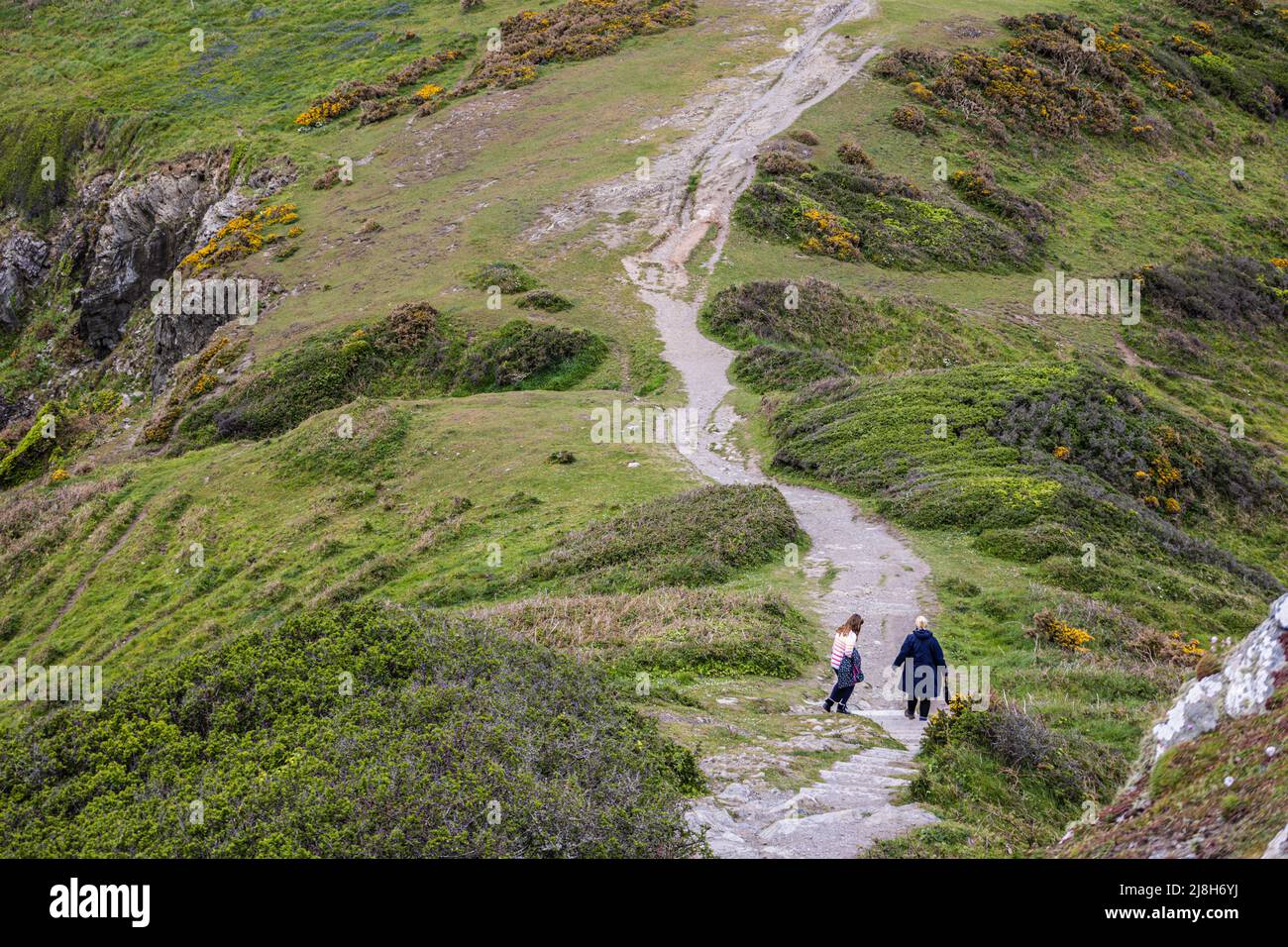 path towards St Michaels chapel, Rame head, Cornwall, U.K Stock Photo ...