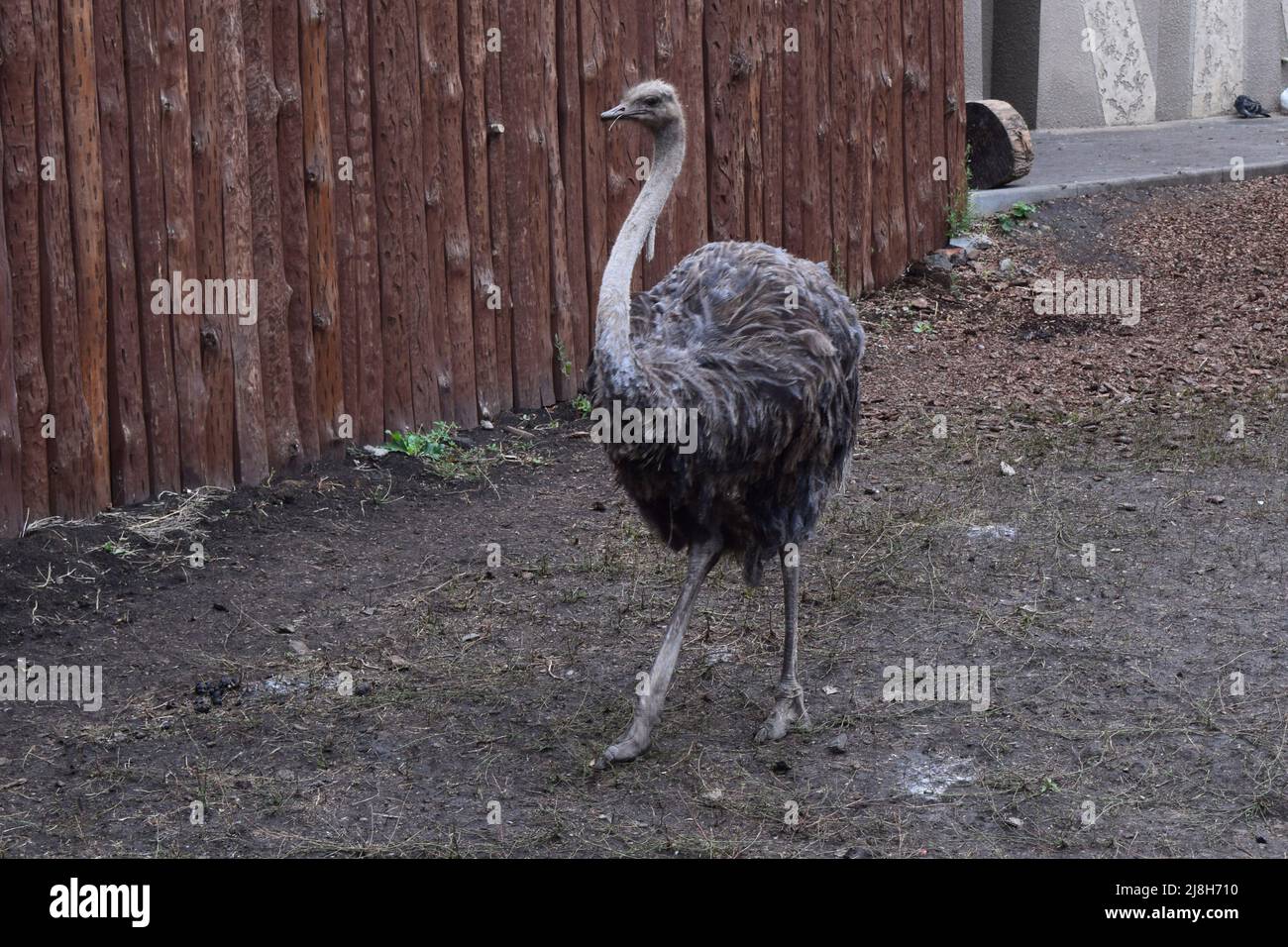 Ostrich (Struthio camelus) in a zoo environment. The African ostrich is ...