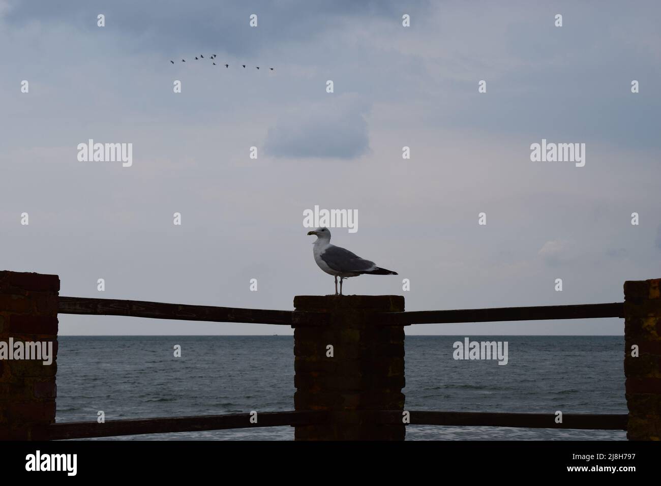 One seagull sits on a old sea pier. The European herring gull, Seagull ...
