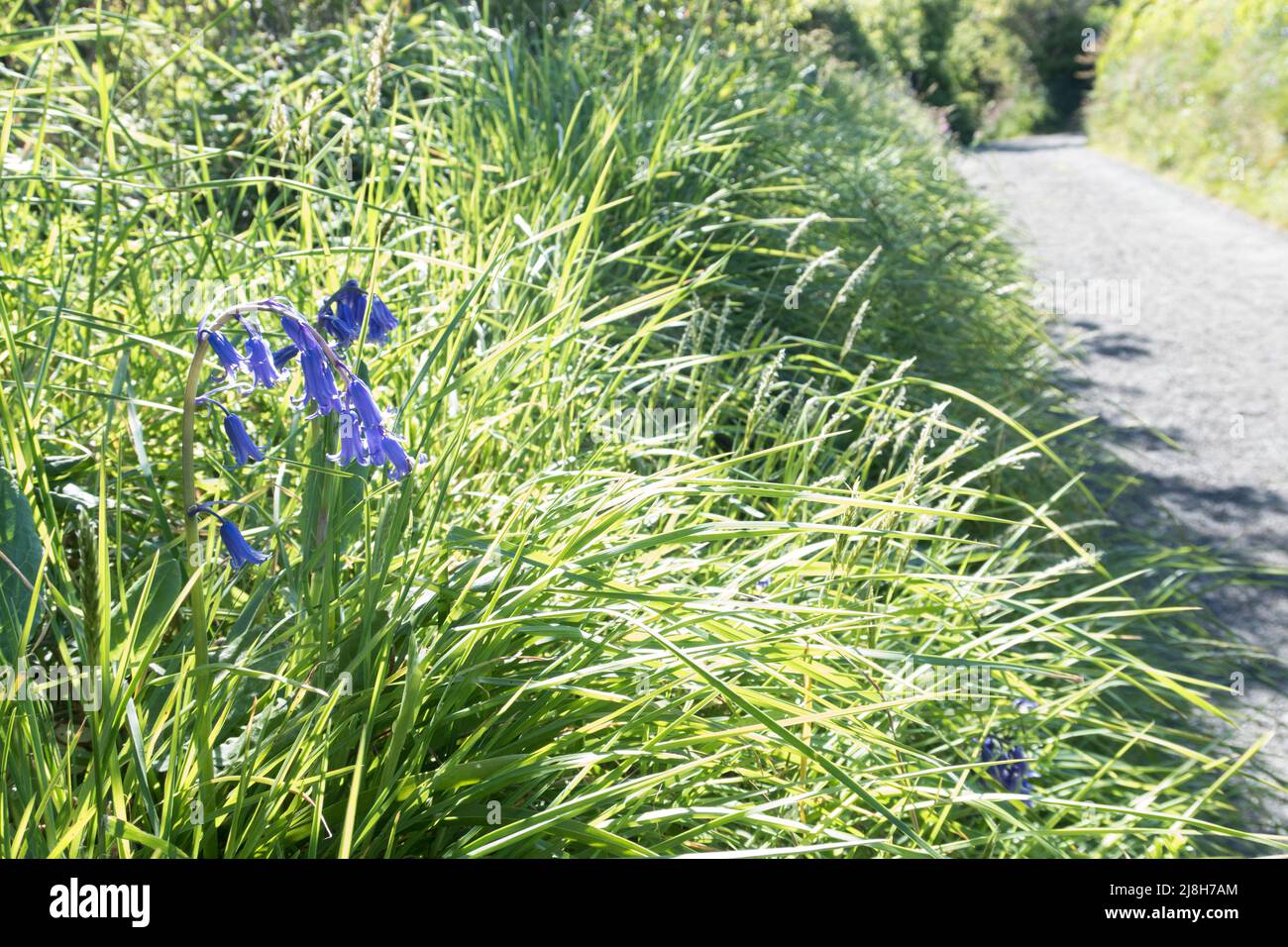 Country dappled sun hi-res stock photography and images - Alamy