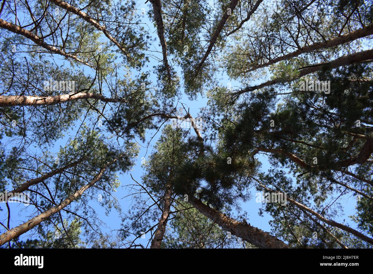 Looking Up In Beautiful Pine Deciduous Forest Trees Woods Canopy ...