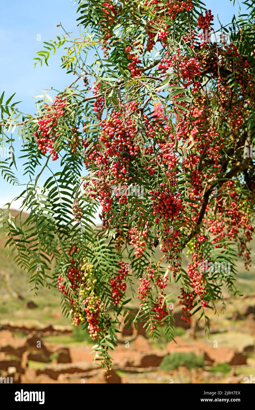 Bunches of Schinus Molle or Peruvian Pepper Fruits on the Tree in the ...