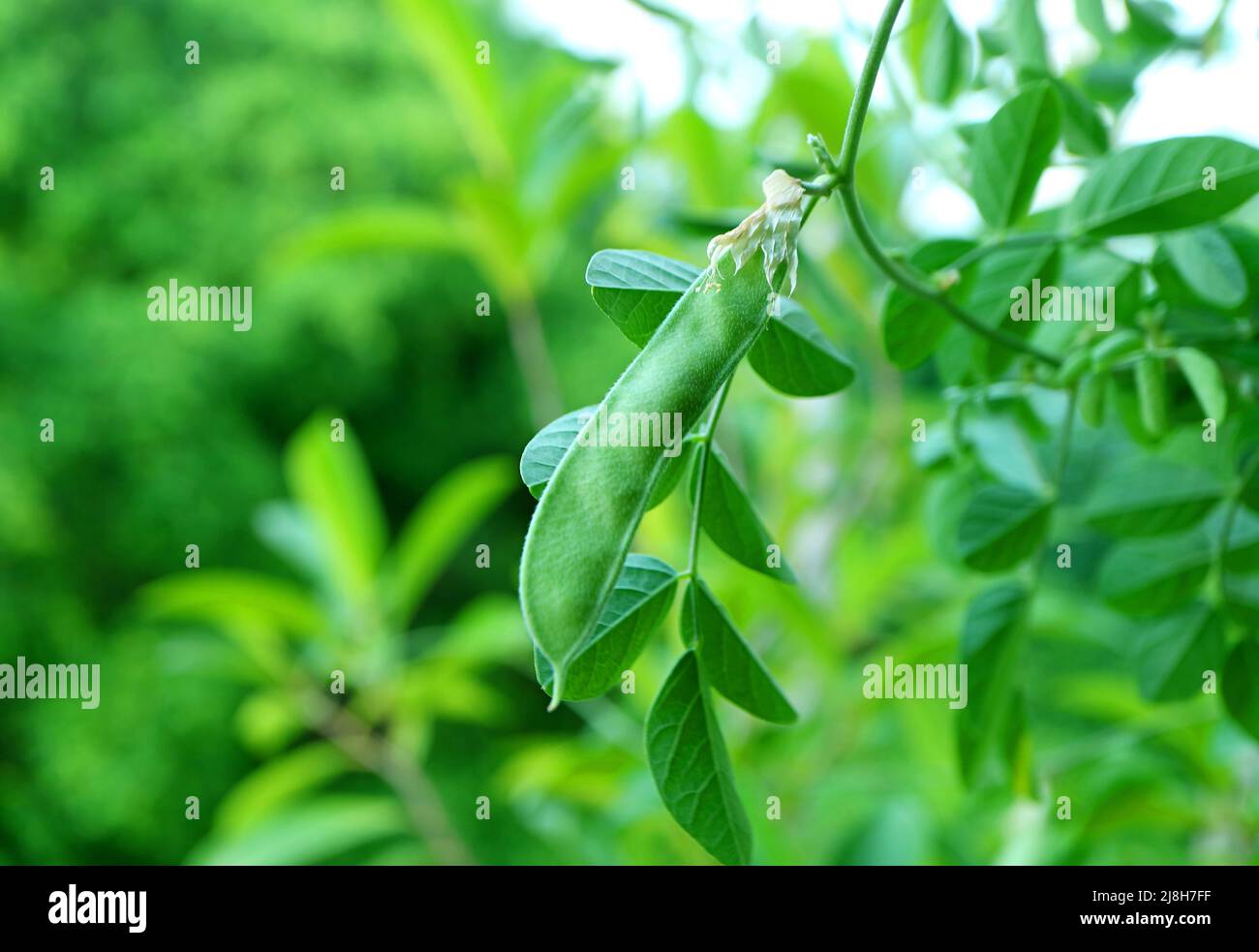 Pea plant flower and fruit hi-res stock photography and images - Alamy