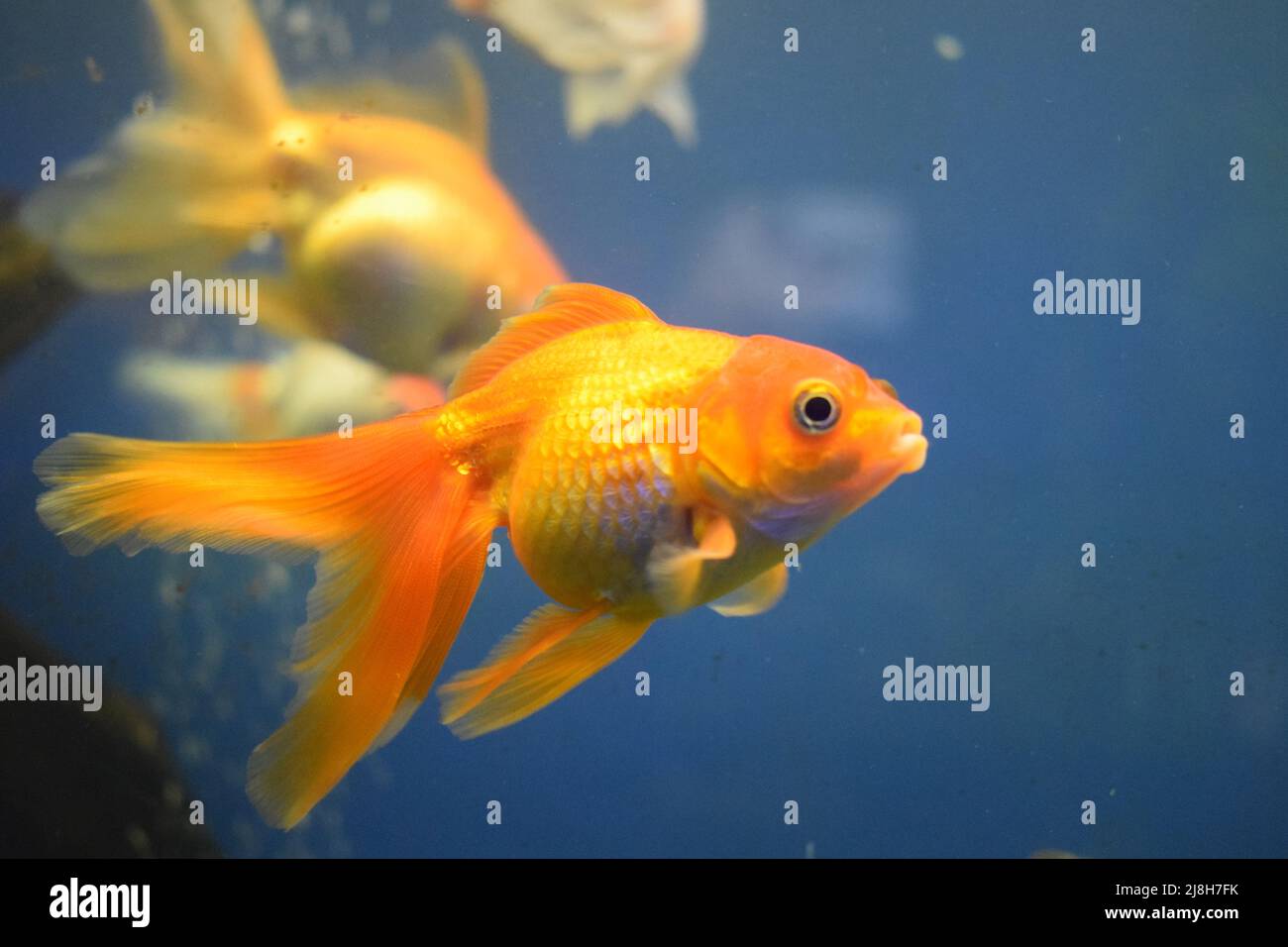 Freshwater aquarium fish, goldfish from Asia in aquarium.The goldfish ...