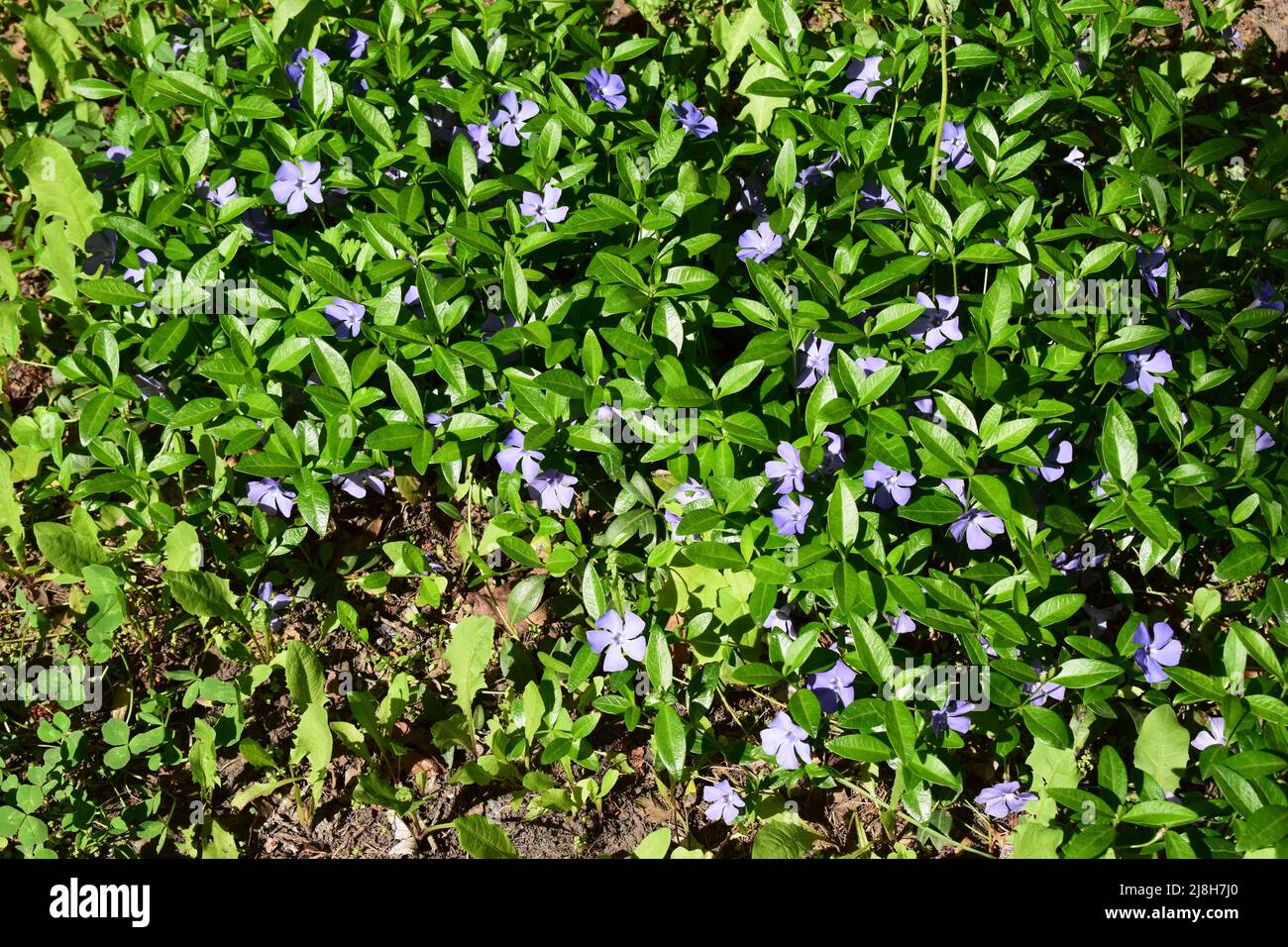 Vinca minor (common names lesser periwinkle, dwarf periwinkle, small ...