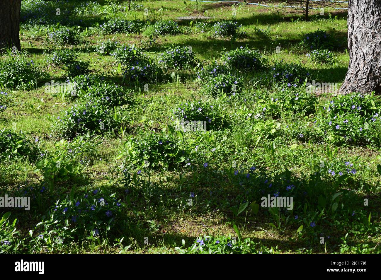 Vinca minor (common names lesser periwinkle, dwarf periwinkle, small ...