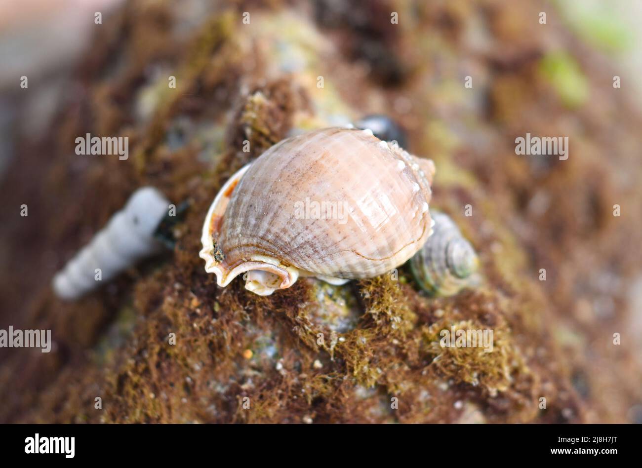 Seashells of South China sea of Vietnam Stock Photo - Alamy
