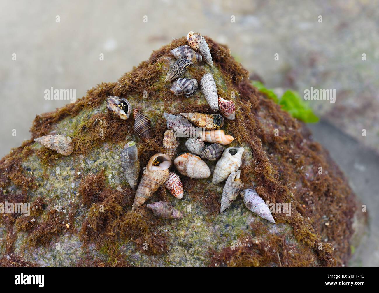 Seashells of South China sea of Vietnam Stock Photo - Alamy