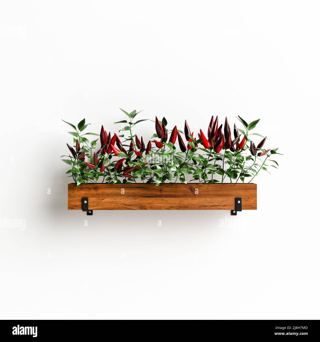 3d illustration wall potted vegetable isolated on white background ...