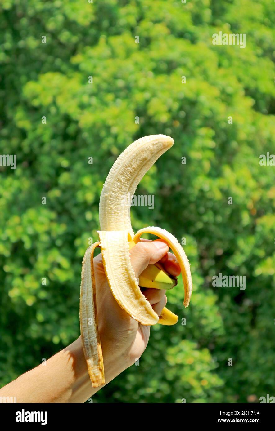 Hand holding a finger of peeled fresh ripe banana with blurry green ...