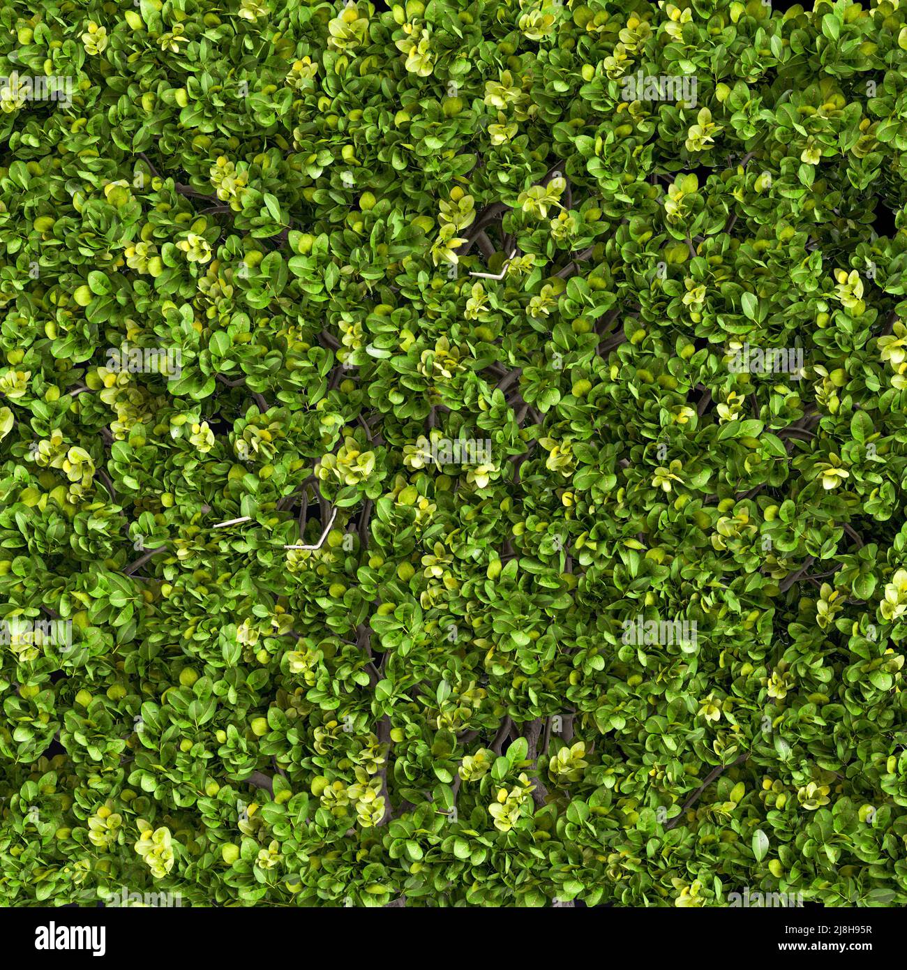 3d illustration of green bush background premium photo Stock Photo - Alamy