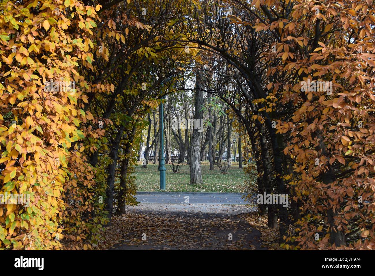 Alley with yellow red covered pergola. Autumn red leaves background ...