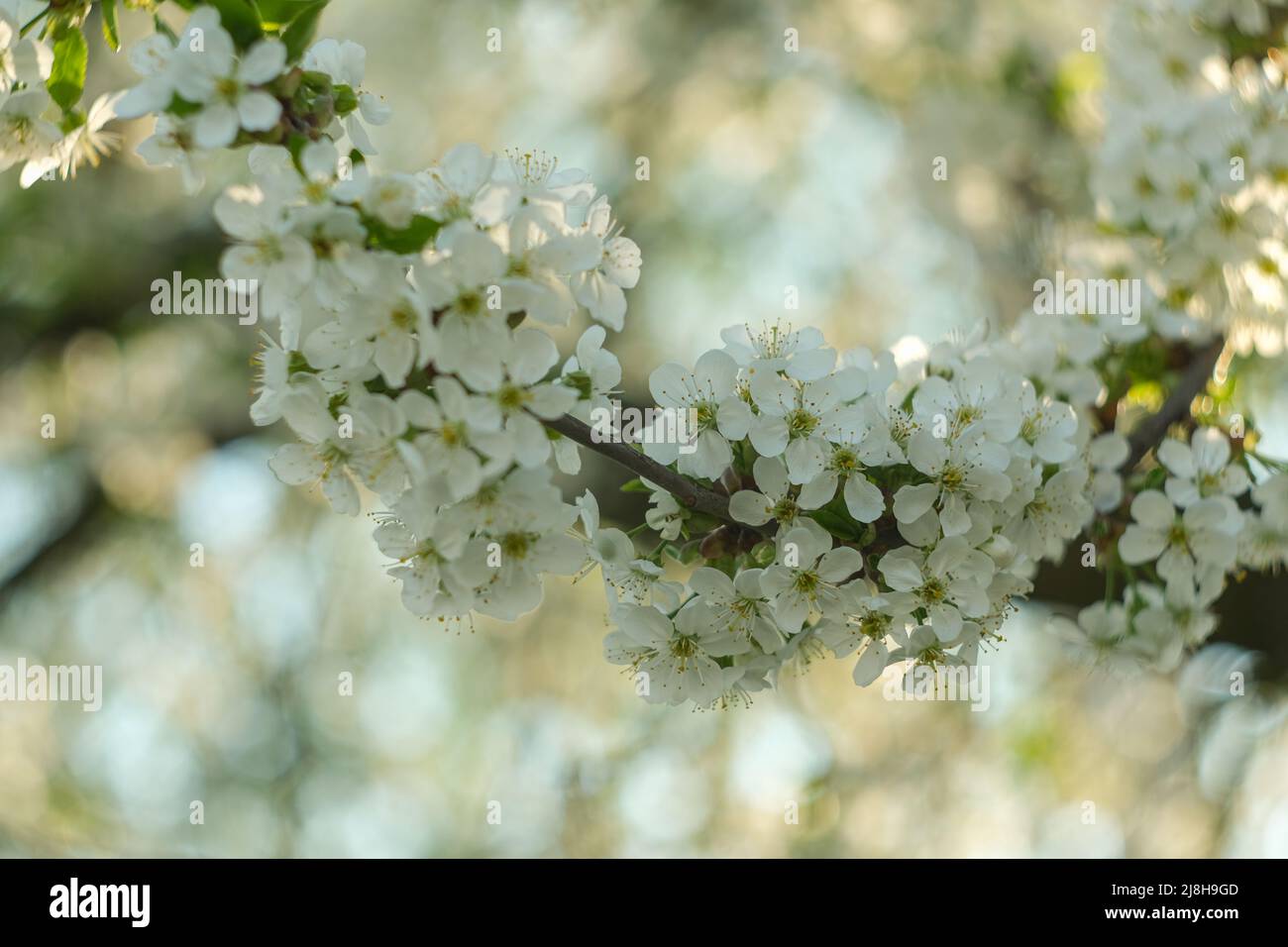 One branch hi-res stock photography and images - Alamy