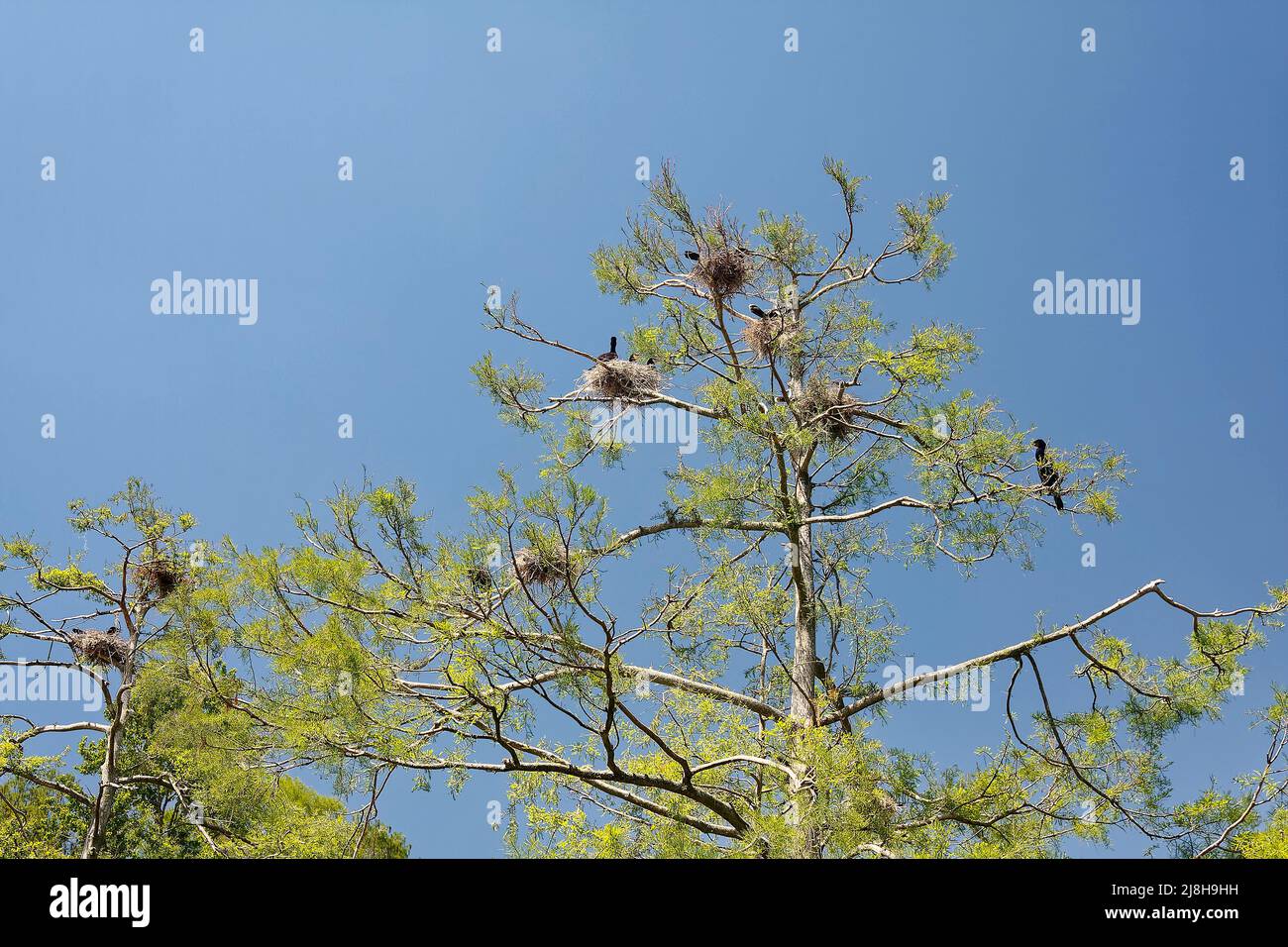 Multiple birds nests in trees hi-res stock photography and images - Alamy