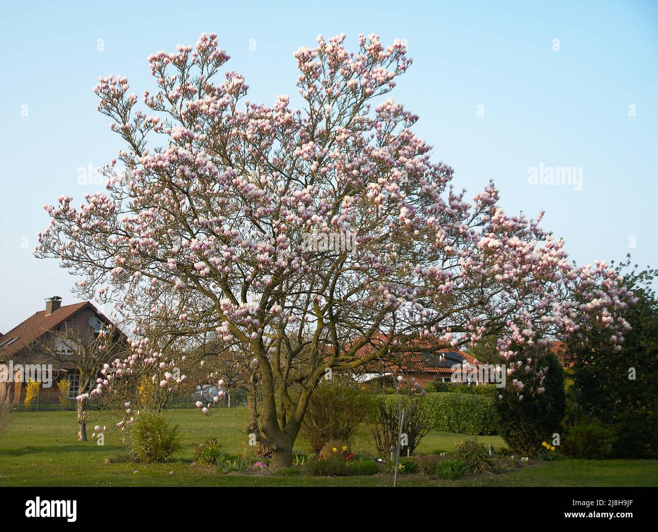 Chinese cherry blossom tree blue sky green meadow tree trees Stock ...