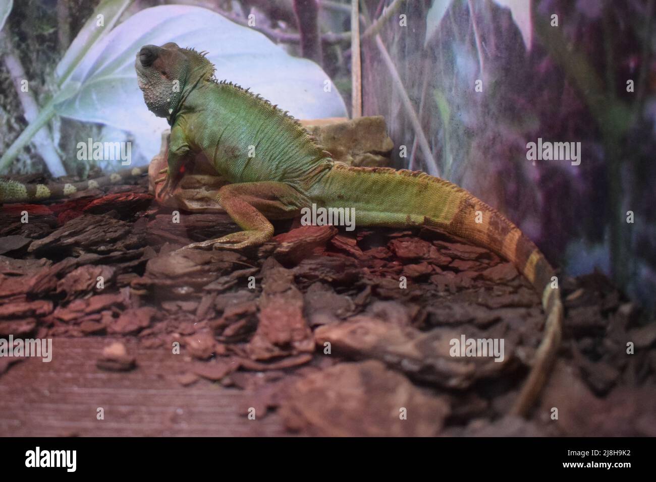 Asian water dragon stands alone, shedding skin on the back. It is a ...