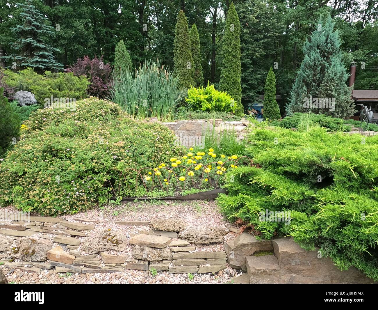 lanscape design. beautiful garden of blue spruce, bright yellow ...