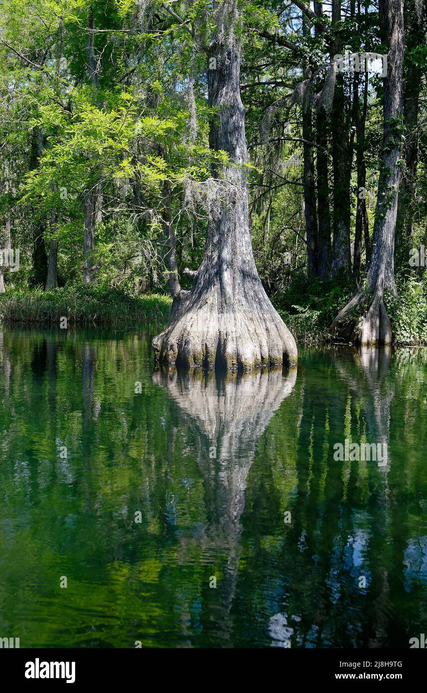 Bald cypress trees in water; reflections, Taxodium distichum; deciduous ...