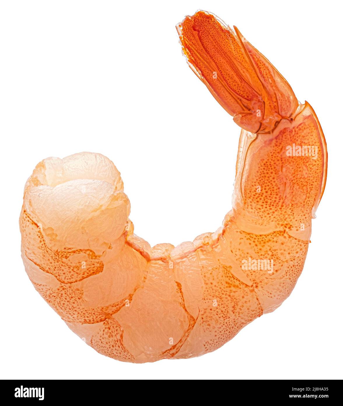 Shrimp. Prawn isolated on white background Stock Photo - Alamy