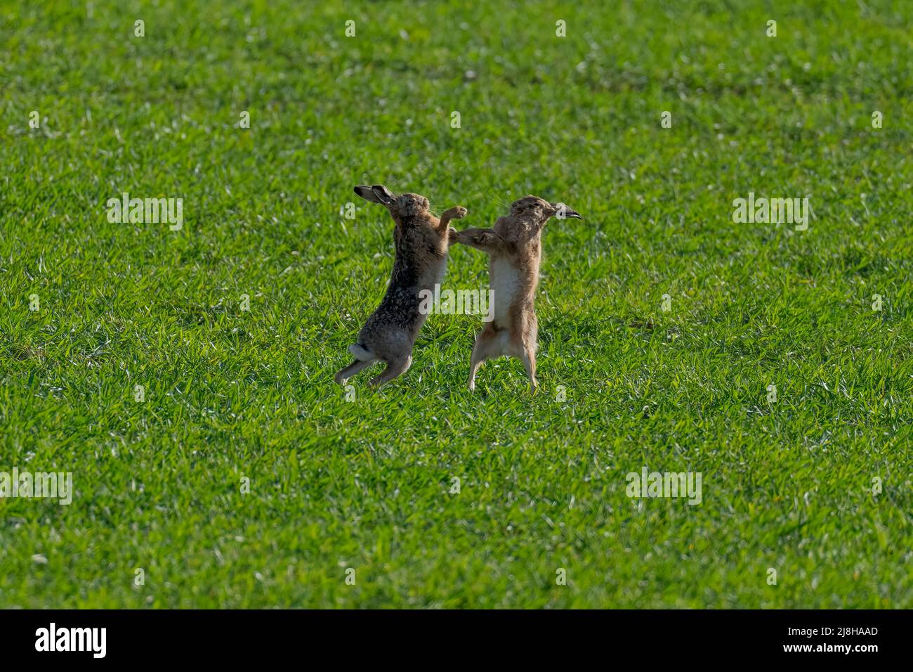 Boxing hares uk norfolk hi-res stock photography and images - Alamy