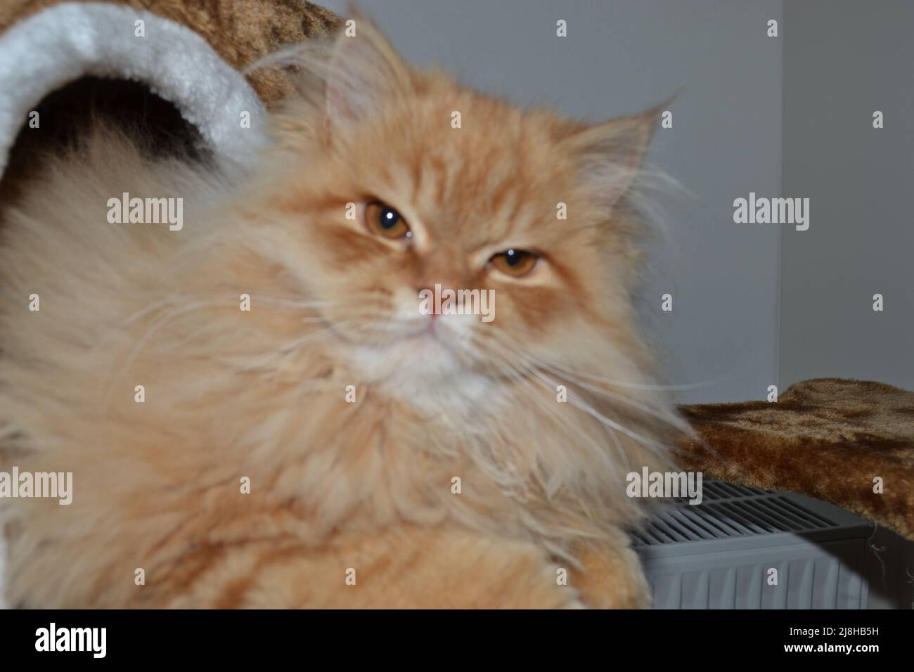 Red Persian cat on a scratching post on a white wall heater bookshelf Stock Photo - Alamy