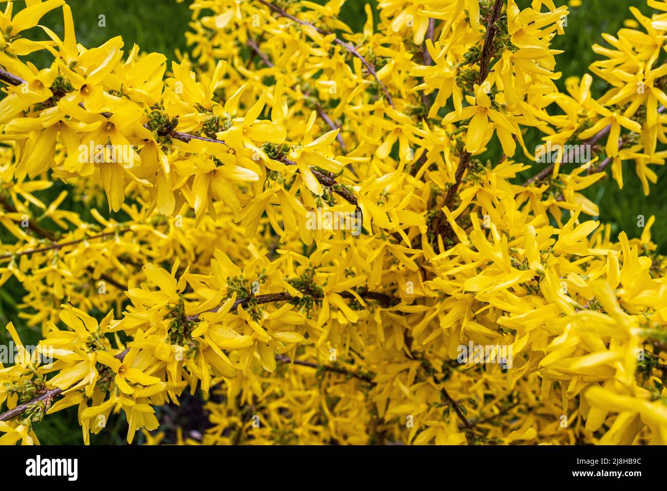 Golden Bell, Border Forsythia (Forsythia x intermedia, europaea ...