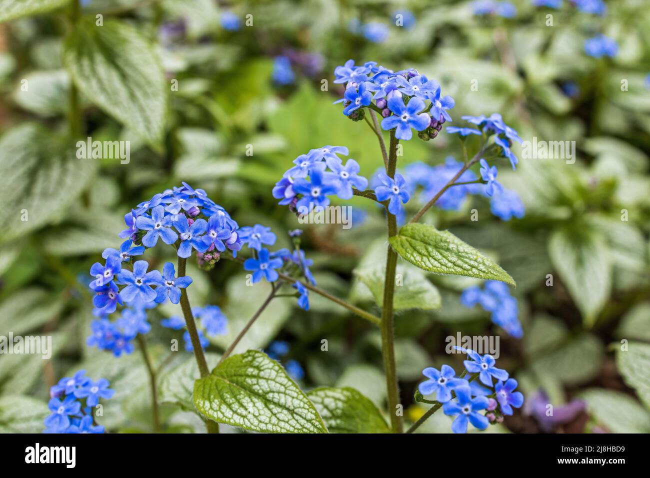 Brunnera macrophylla plant in flower hi-res stock photography and ...