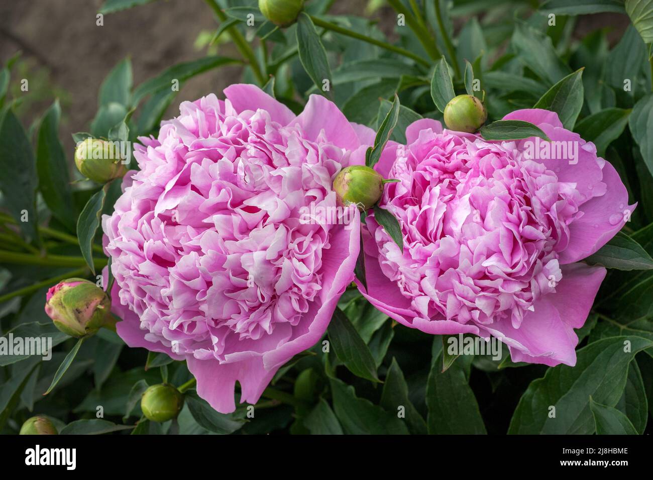 Big pink peonies bouquet hi-res stock photography and images - Alamy