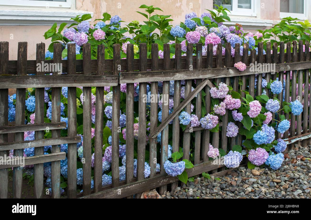 Blue hydrangea fence hi-res stock photography and images - Alamy