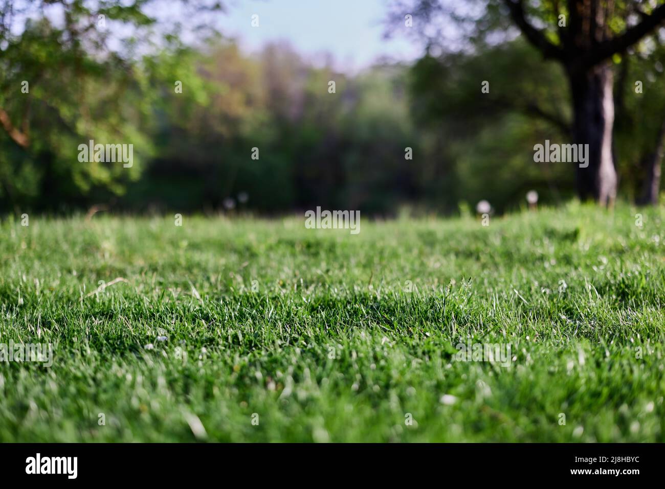 Green grass desktop screensaver, ecology and care for the environment ...