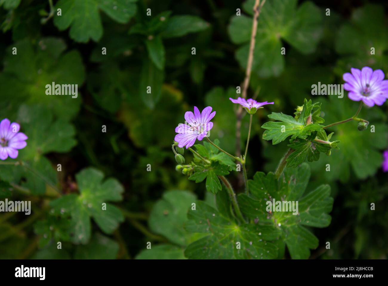 Pink cranesbill in the nature. Closeup photo of cranesbill flower ...