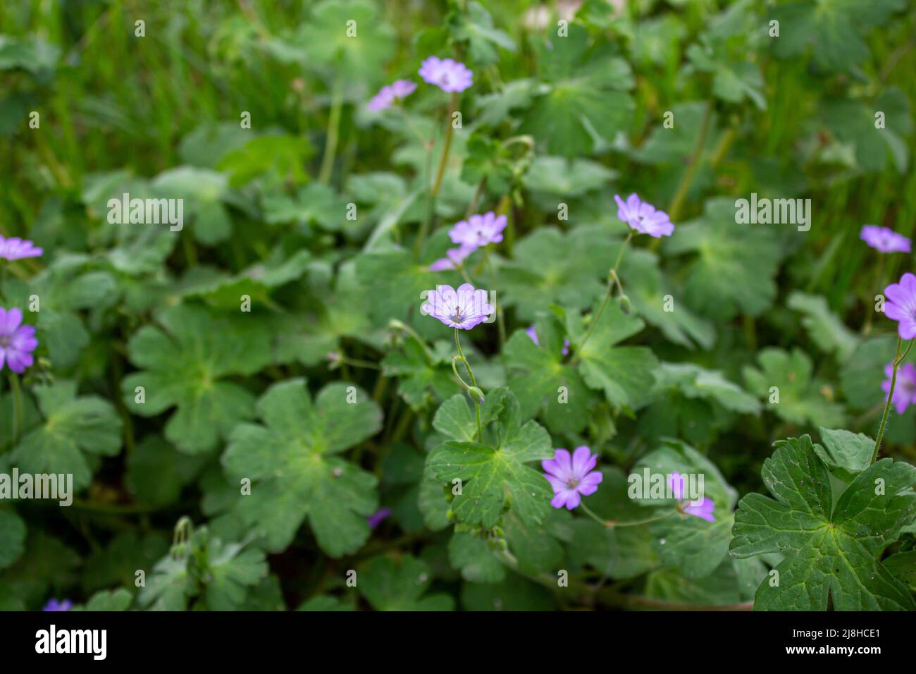 Pink cranesbill in the nature. Closeup photo of cranesbill flower ...