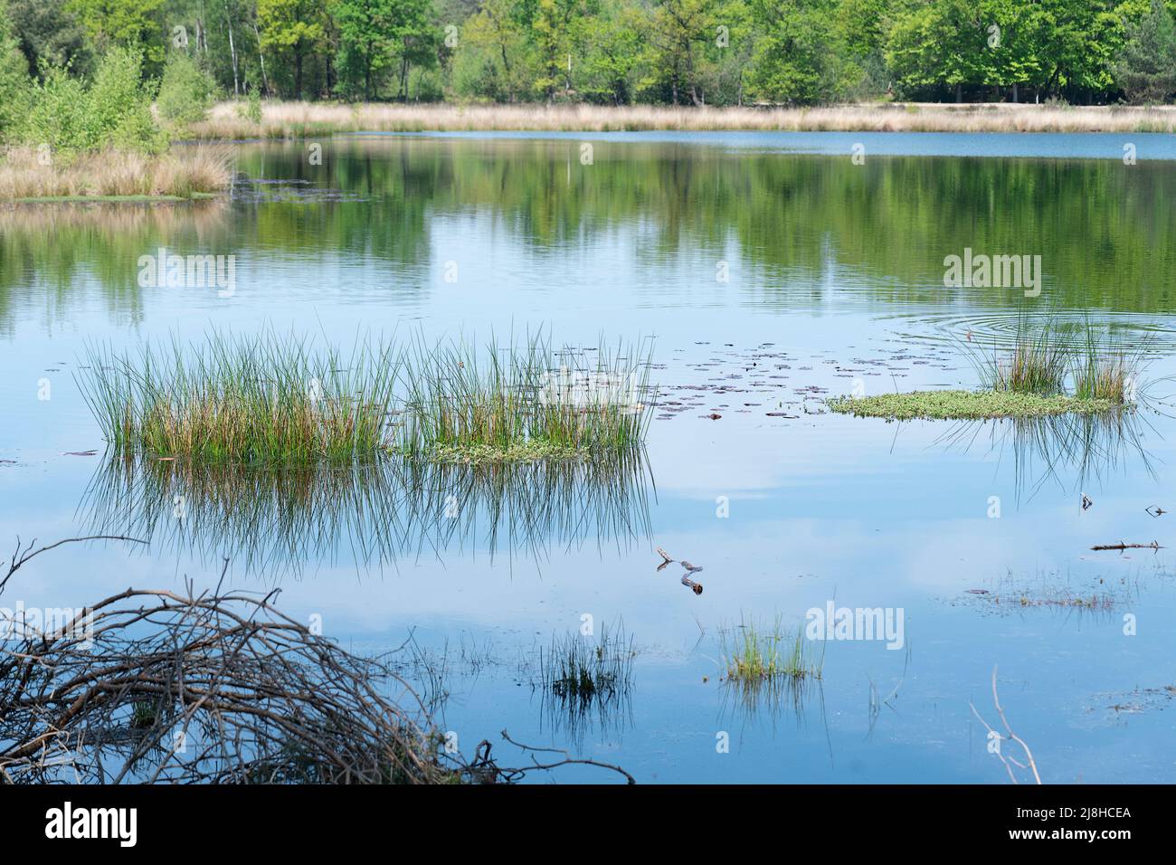 Pond with clumps of soft rush and reedgrass, reflecting sky is blue ...