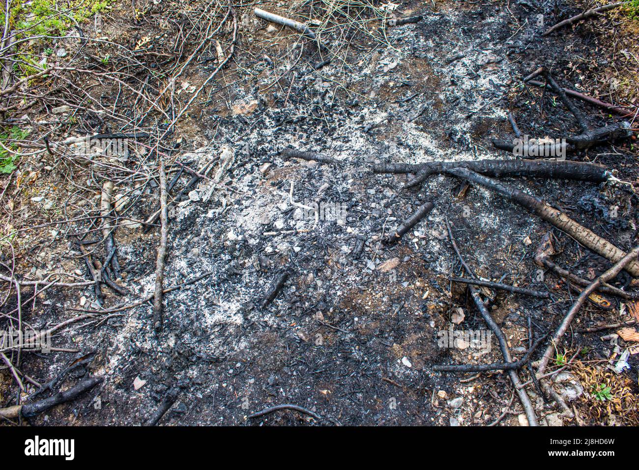 Burnt tree remains. Extinguished forest fire. Natural disaster concept ...