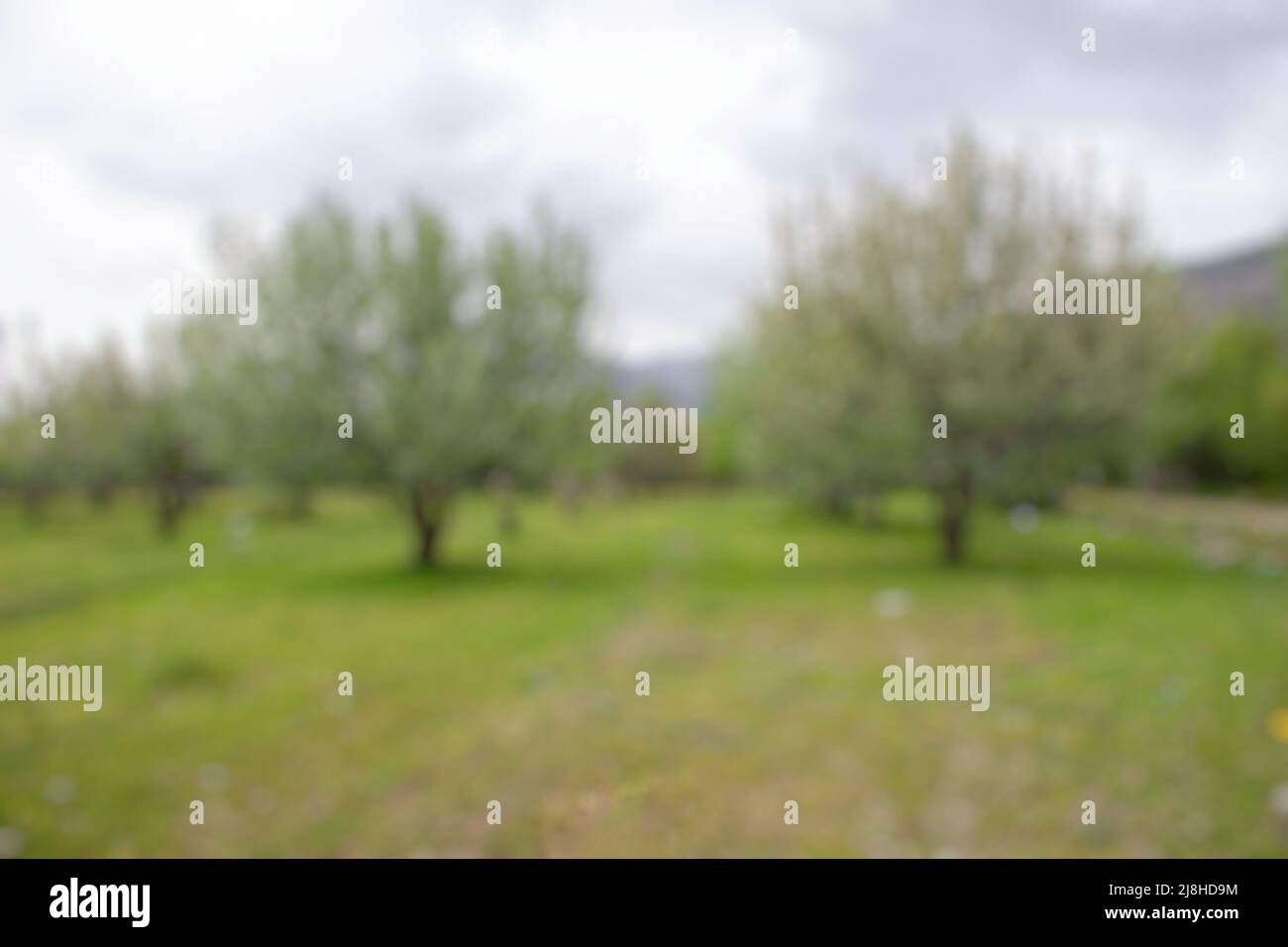 Blurry orchard. Fuzzy cherry trees in the garden. Agriculture ...