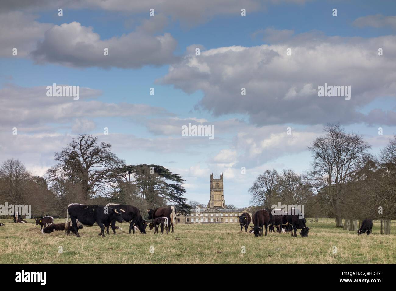 Cows grazing on ground of Cirencester Park with St John Baptist Church ...