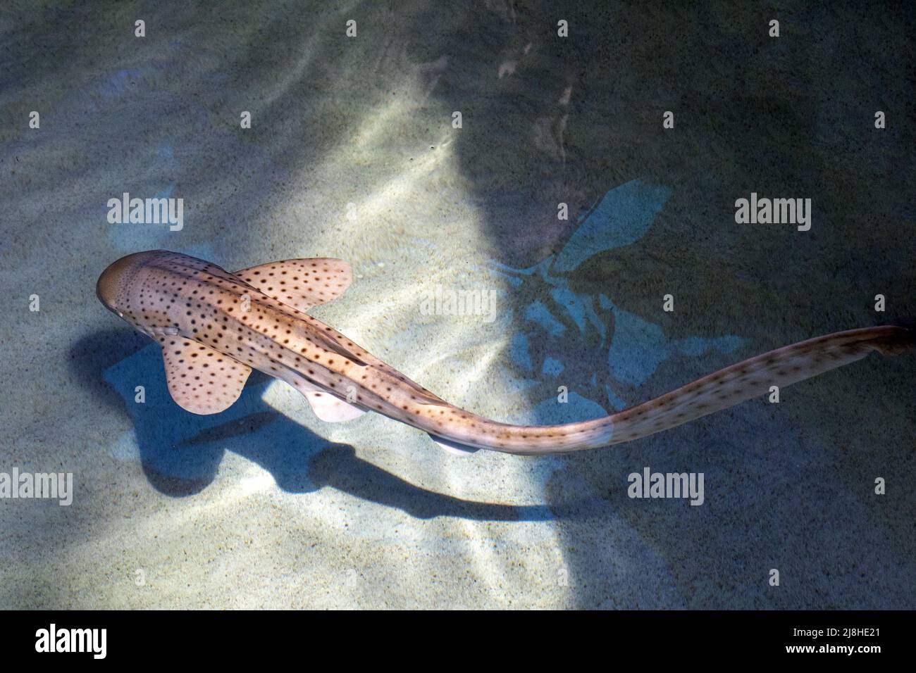 juvenile zebra shark swimming in shallow waters underwater portrait ...