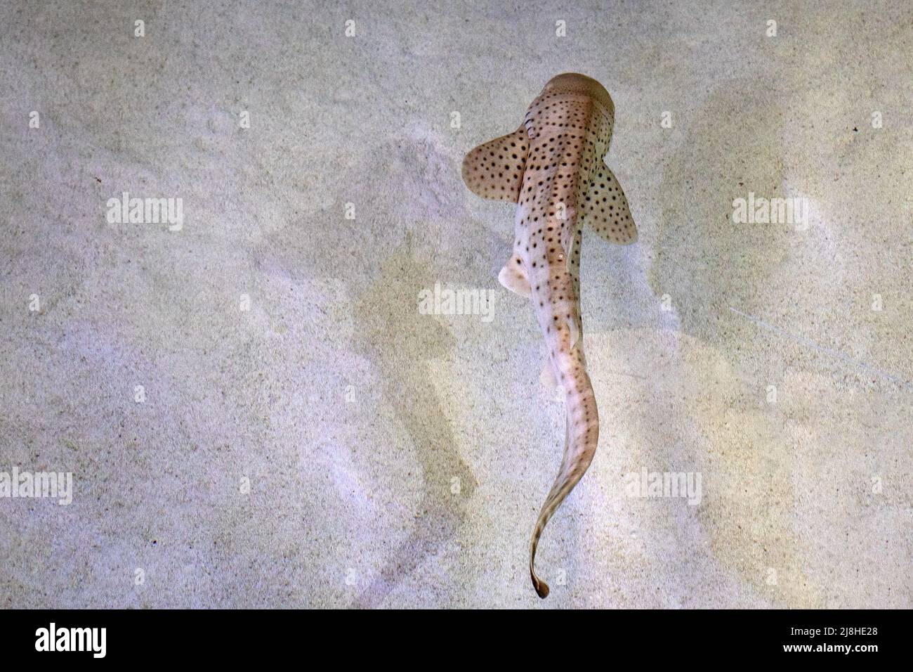 juvenile zebra shark swimming in shallow waters underwater portrait ...